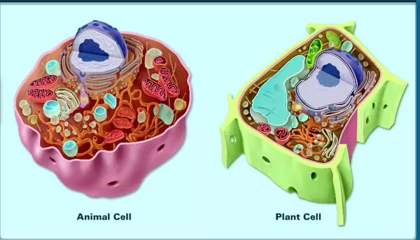 Conversione del pancambio in un insieme di cellule staminali specializzate 10964_1