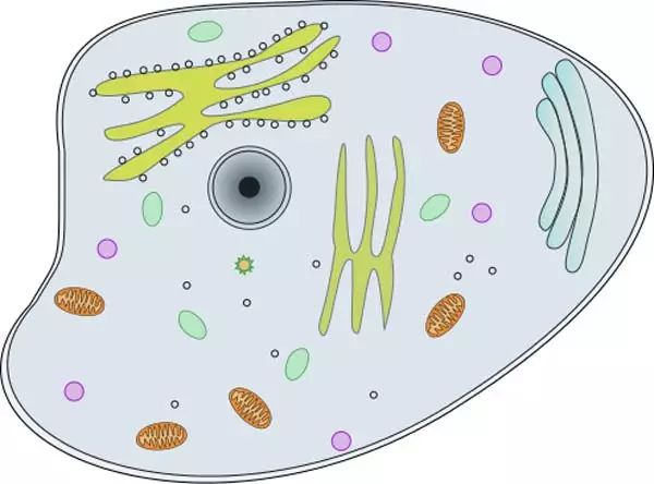 En el curs de l’evolució, en la fase corresponent de maduració dels teixits, apareix un nou inductor 10966_1