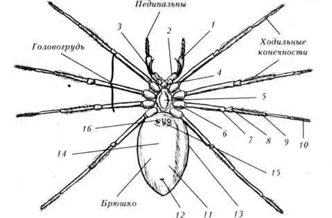 Арахнидҳои синфӣ (Arachnida)