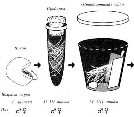 Karakurt (Latrodectus malmignatha)