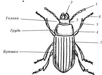 顆粒狀地面甲蟲（Carabas granulatus）