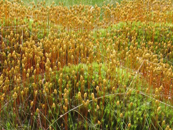 冰川消失後形成的Bryoflora Khibiny 11323_1