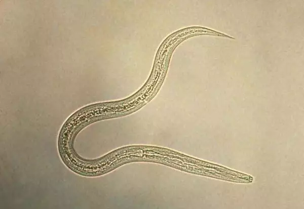 Tiesioginio vystymosi ciklo žuvų ir moliuskų trematodai 11324_1