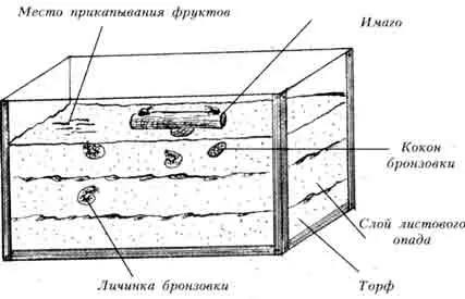 DIAGRAM INSECTARIA