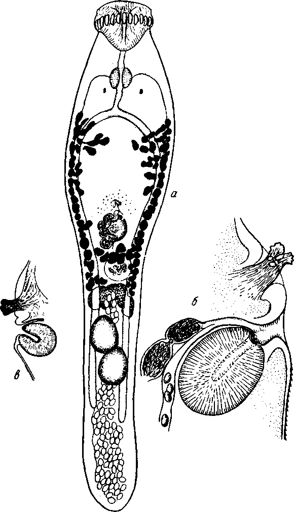 Sifhoberinae Manter alcsalád, 1984 11654_2