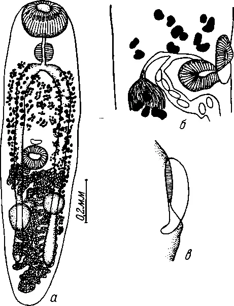 Ezinaụlọ Sifhoberinae Manter, 1984 11654_3