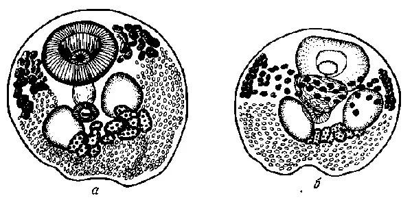 Anatomy na Metadena pagrosomi 11684_3