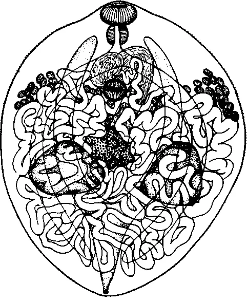 Anatomy sa Metadena pagrosomi 11684_4