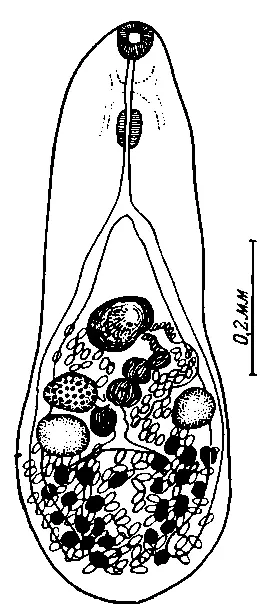 Stictodora lari Yamaguti, 1939 11687_2