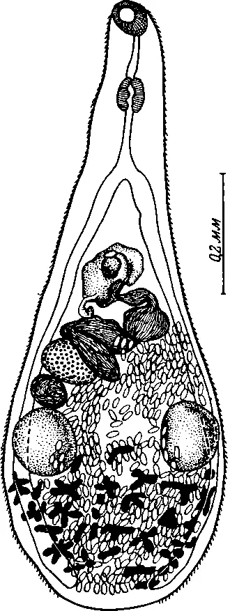 സ്റ്റിക്ടോഡോറ ലാറി യമഗുട്ടി, 1939 11687_3