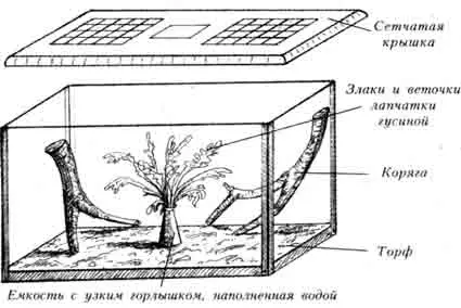 Скачок коротконадкрылый (Metrioptera brachyptera)