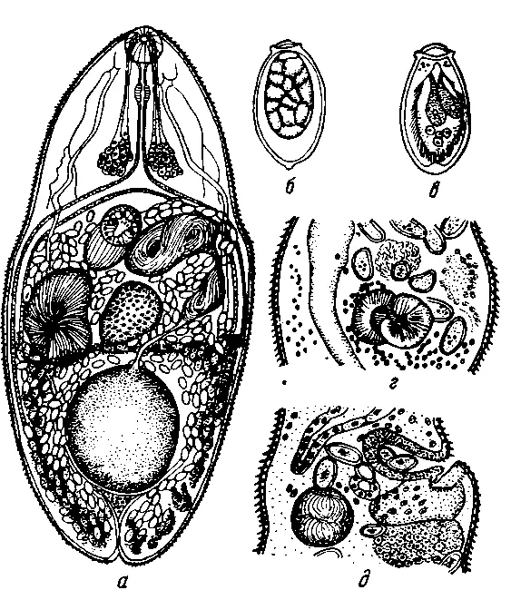 A Haplorchis taichui anatómiája 11734_2