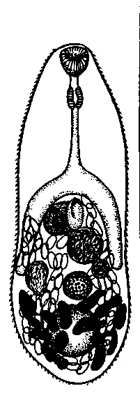 Anatomie van Haplorchis taichui 11734_3