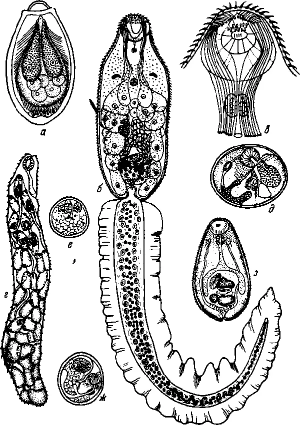 Anatomie van Haplorchis taichui 11734_4