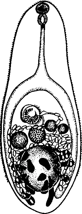 Anatomie van Haplorchis taichui 11734_6