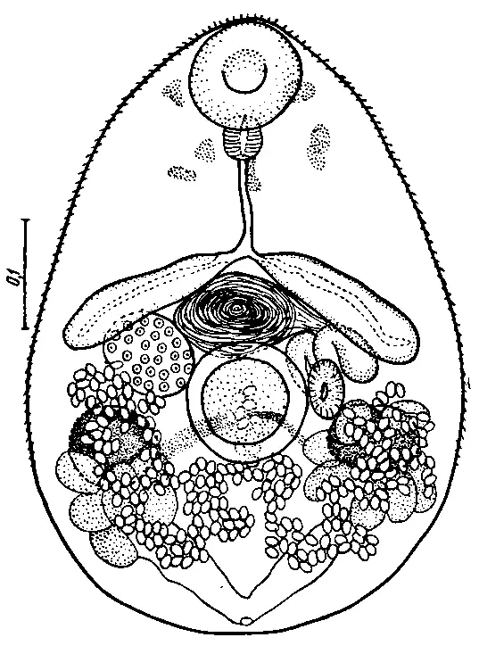 Spelotrema longicolle Yamaguti, 1939 11782_2