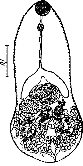 Spelotrema longicolle Yamaguti, 1939 11782_3