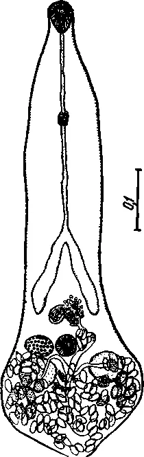 Spelotrema longicolle Yamaguti, 1939 11782_4