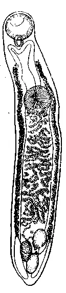 Brachylaemus opisthotrias (Lutz, 1895) 11970_2