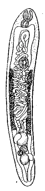 Brachylaemus opisthotrias (ლუცი, 1895) 11970_3