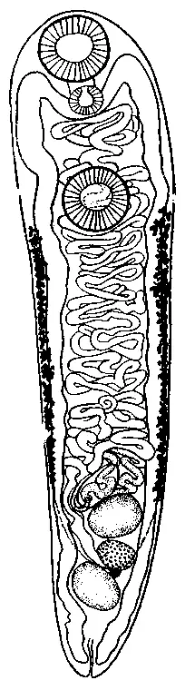 Brachylaemus opisthotrias (ლუცი, 1895) 11970_4