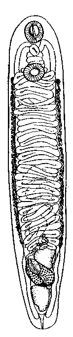 Brachylaemus opisthotrias (ლუცი, 1895) 11970_5