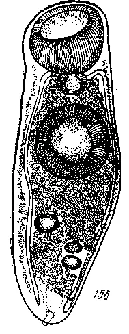 ಲ್ಯುಕೋಕ್ಲೋರಿಡಿಯಂ ವೇರಿಯೆ ಮೆಕಿಂತೋಷ್, 1932 12093_2