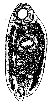 ಲ್ಯುಕೋಕ್ಲೋರಿಡಿಯಂ ವೇರಿಯೆ ಮೆಕಿಂತೋಷ್, 1932 12093_3