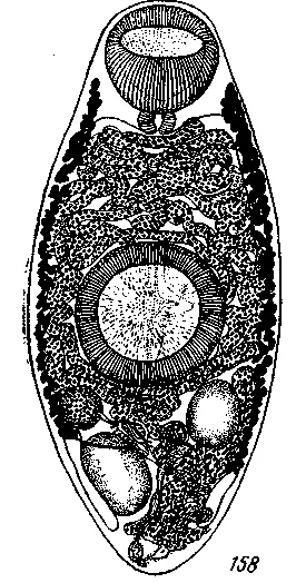 ಲ್ಯುಕೋಕ್ಲೋರಿಡಿಯಂ ವೇರಿಯೆ ಮೆಕಿಂತೋಷ್, 1932 12093_4