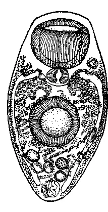 Leucochloridium variae McIntosh, 1932 12093_5