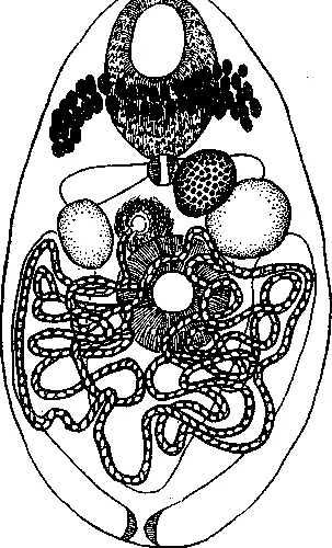 Pycnoporus heteroporus (Dujardin, 1845) لوس ، 1899 12150_2