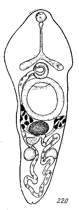 Pycnoporus heteroporus (Dujardin, 1845) Looss, 1899 12150_3