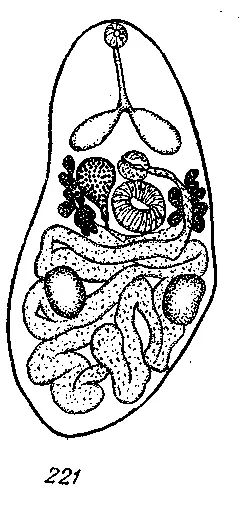 Pycnoporus heteroporus (Dujardin, 1845) Looss, 1899 12150_4