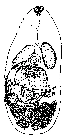 Pycnoporus treljudovi Shaldibin, 1948 12159_2