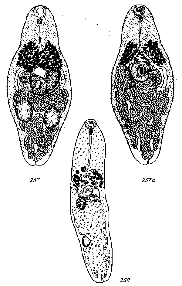 Parabascoides yucatanensis Stunkard, 1938 12209_2