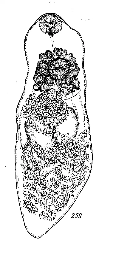 Parabascoides yucatanensis Stunkard, 1938 12209_3