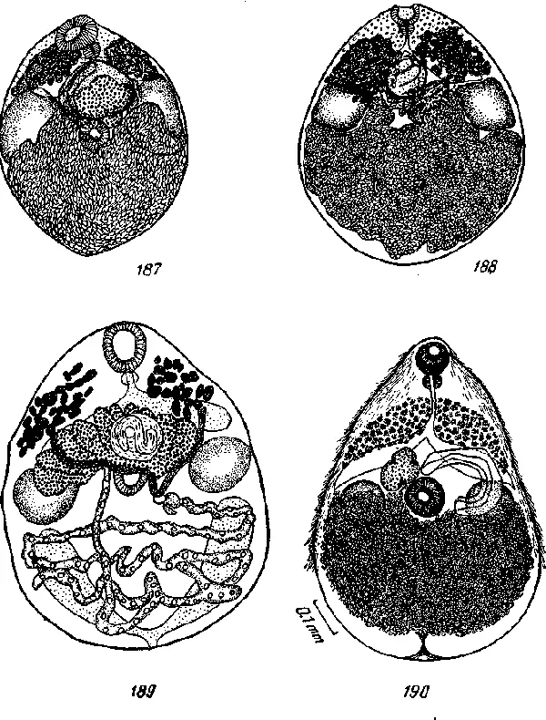 Castroia silvae Travassos, 1928 12216_2