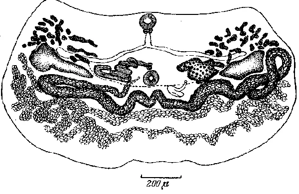 કાસ્ટ્રોઇયા સિલ્વા ટ્રાવાસોસ, 1928 12216_3