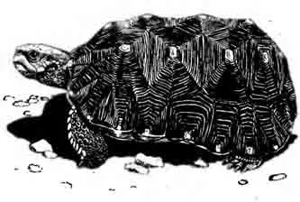 Kulskildpadde Chelonoidis carbonaria (Spix, 1824)