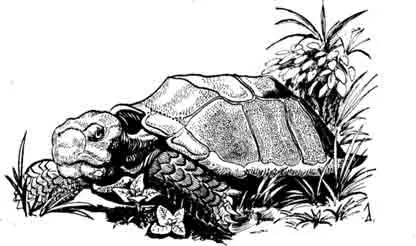 GENUS ASIAN TURTLES GENUS MANOURIA GRAY, 1852