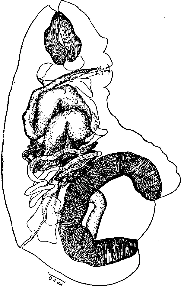 Calicophoron crassum (استایلز و گلدبرگر ، 1910) 12348_2