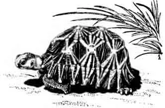 GÈNERE TORTUGUES DE MADAGASCAR GÈNERE GRIS ASTEROCHELYS, 1873