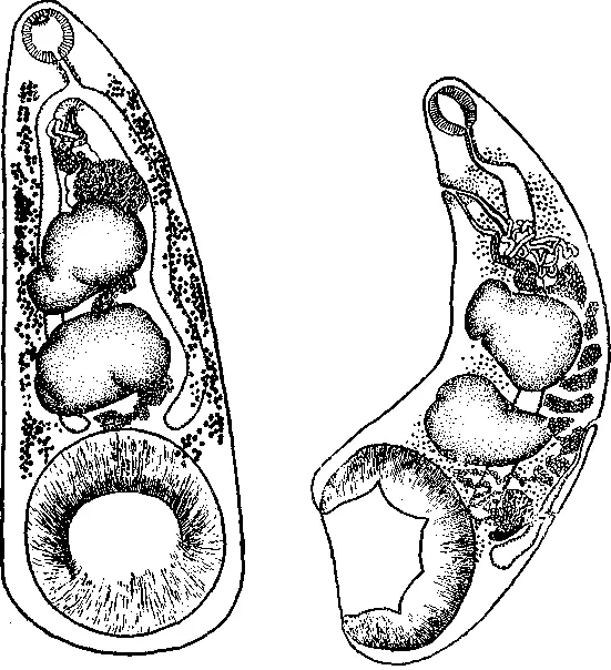 Gigantocotyle duplicitestorum Nasmark, 1937 წ 12418_2