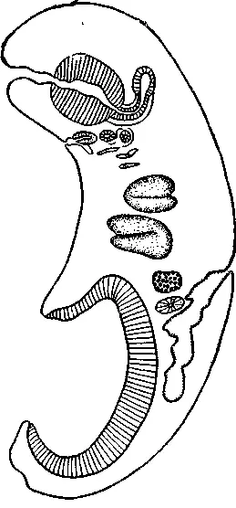 Gigantocotyle duplicitestorum Nasmark, 1937 წ 12418_3