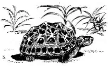 GENUS SPIDER TURTLE GENUS PYXIS BELL, 1827 թ