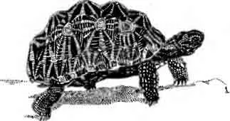 GENUS SOUTH AFRICAN STELLAR TURTLES GENUS PSAMMOBATES FITZINGER, 1835