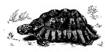 GENUS TORTUGUES EUROPEUS o TORTUGUES GÈNERE TESTUDO LINNAEUS, 1758