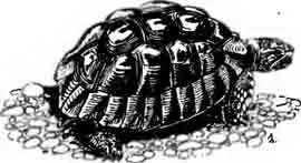 Balkan Schildkröt Testudo hermanni