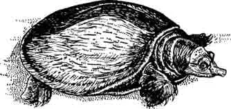 Família de les tortugues de tres arpes Família Trionychidae Grey, 1825