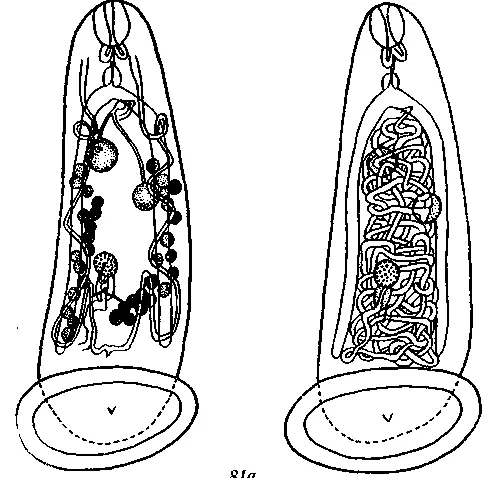 මෙගලොඩිස්කස් උෂ්ණත්වය (ස්ටැෆර්ඩ්, 1905) හාවුඩ්, 1932 12624_4